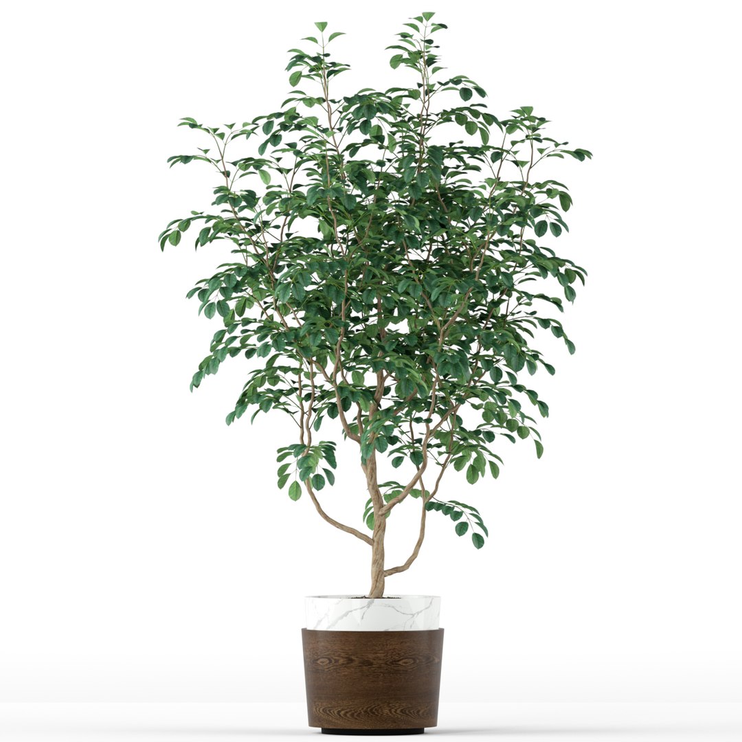 Plants 205 3D Model - TurboSquid 1470804