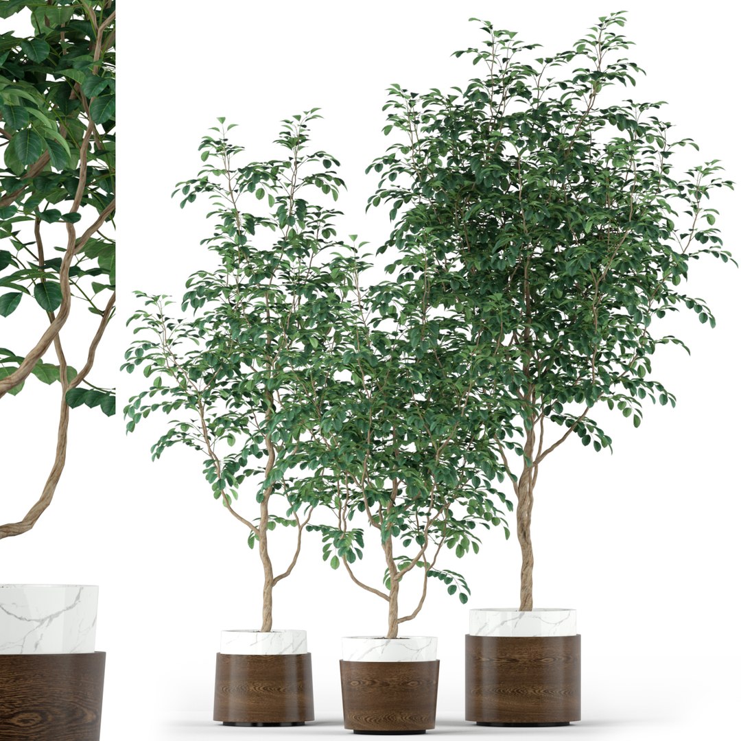 Plants 205 3D Model - TurboSquid 1470804