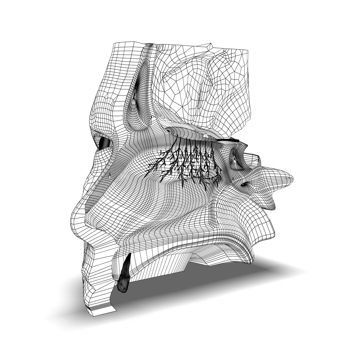 3ds max human nose anatomy