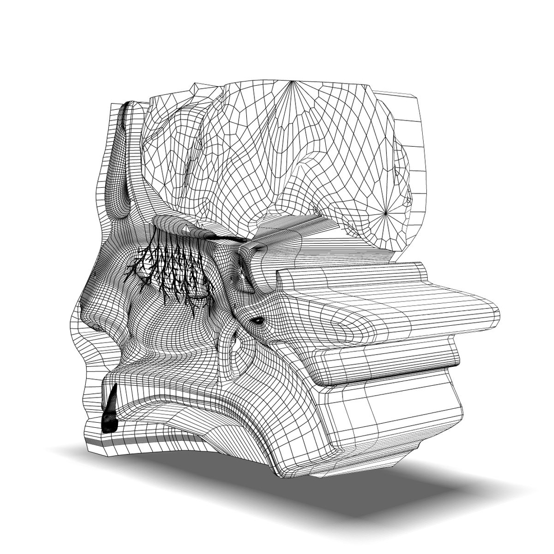 3ds max human nose anatomy