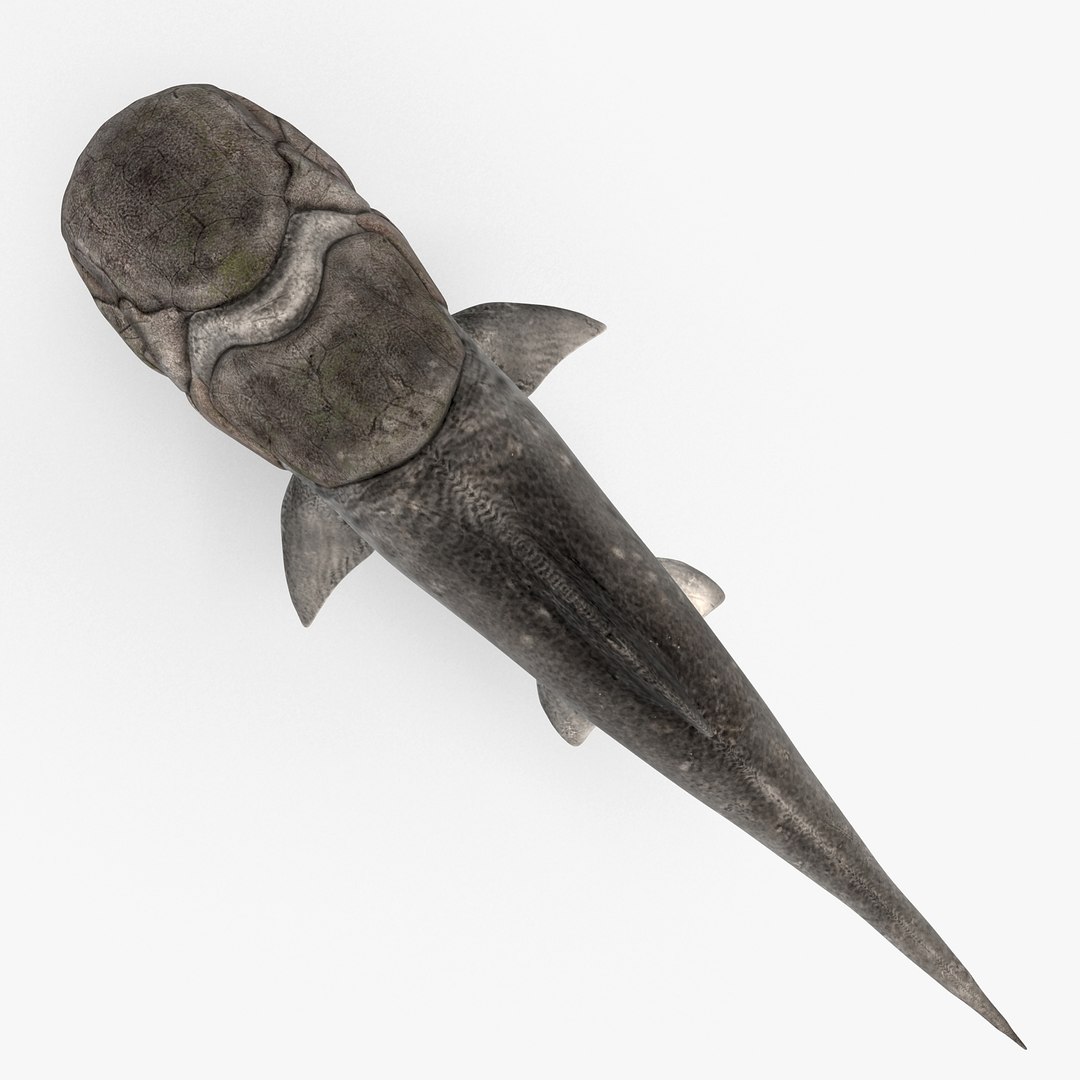 Max Dunkleosteus Fishes Devonian