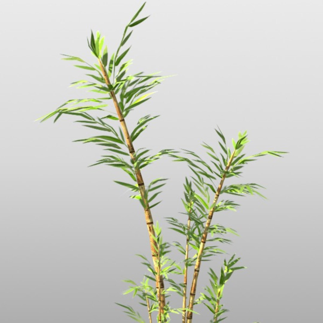 bamboo plants 3d model