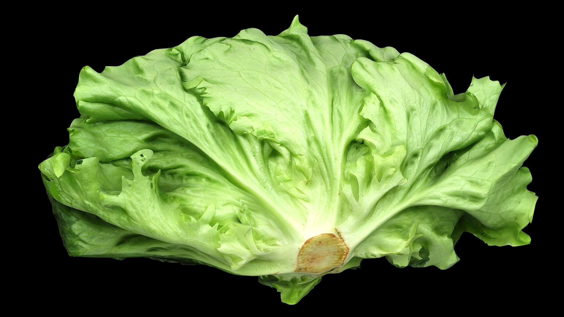 Salad Head Lettuce 3D - TurboSquid 1502595