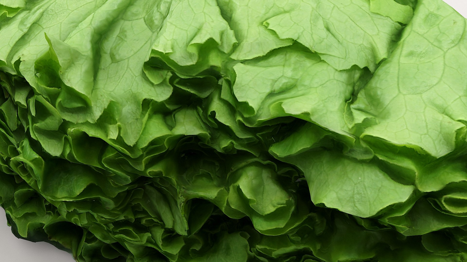 Salad Head Lettuce 3D - TurboSquid 1502595