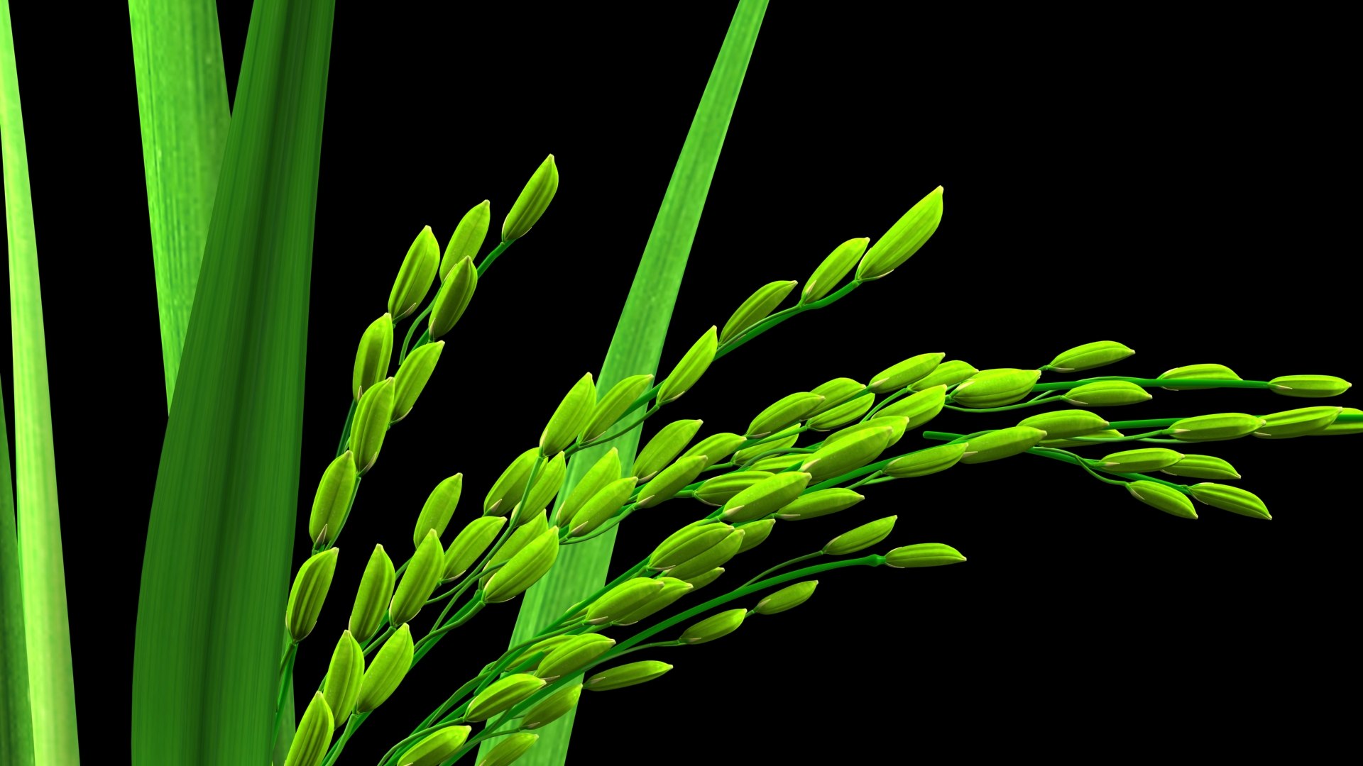PADDY PLANT OPTION 6 FINAL 2012 3D - TurboSquid 1855406