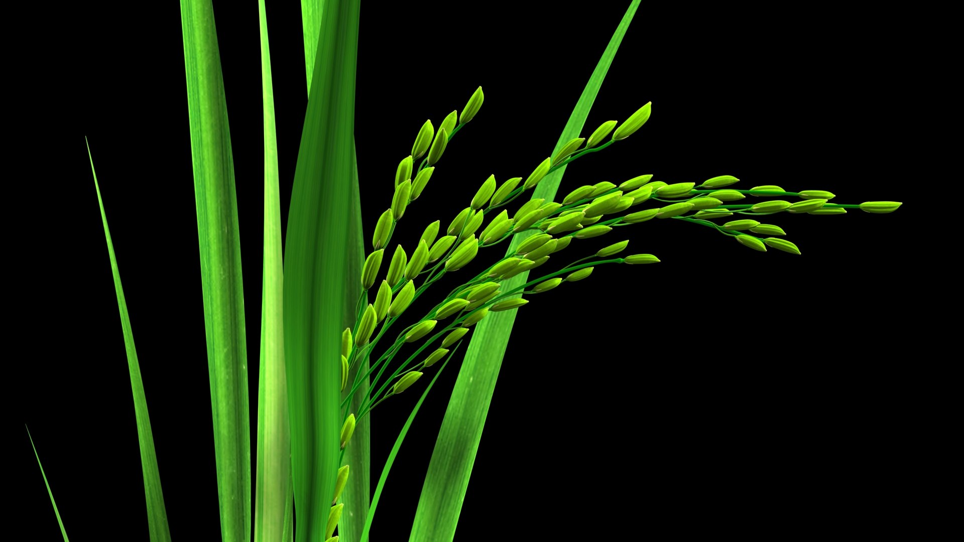 PADDY PLANT OPTION 6 FINAL 2012 3D - TurboSquid 1855406