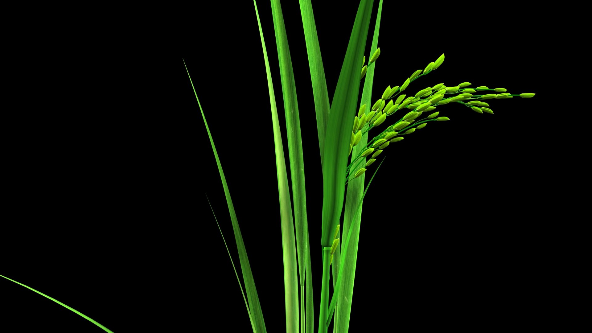 PADDY PLANT OPTION 6 FINAL 2012 3D - TurboSquid 1855406