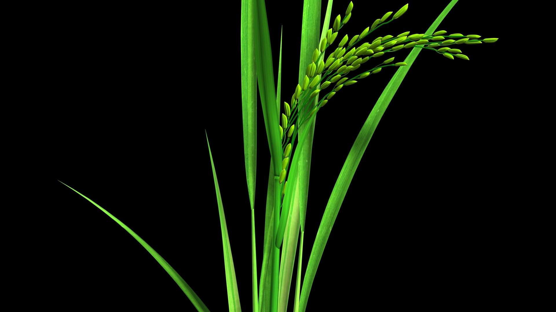 PADDY PLANT OPTION 6 FINAL 2012 3D - TurboSquid 1855406
