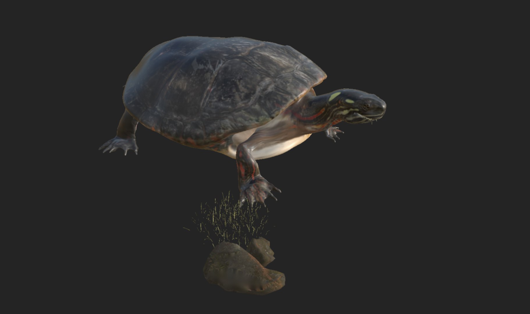 Tortoise 3D Model - TurboSquid 1951972
