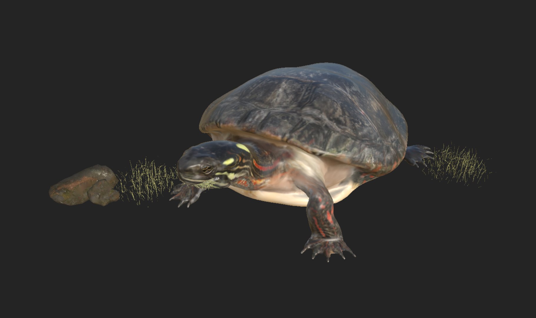 Tortoise 3D Model - TurboSquid 1951972