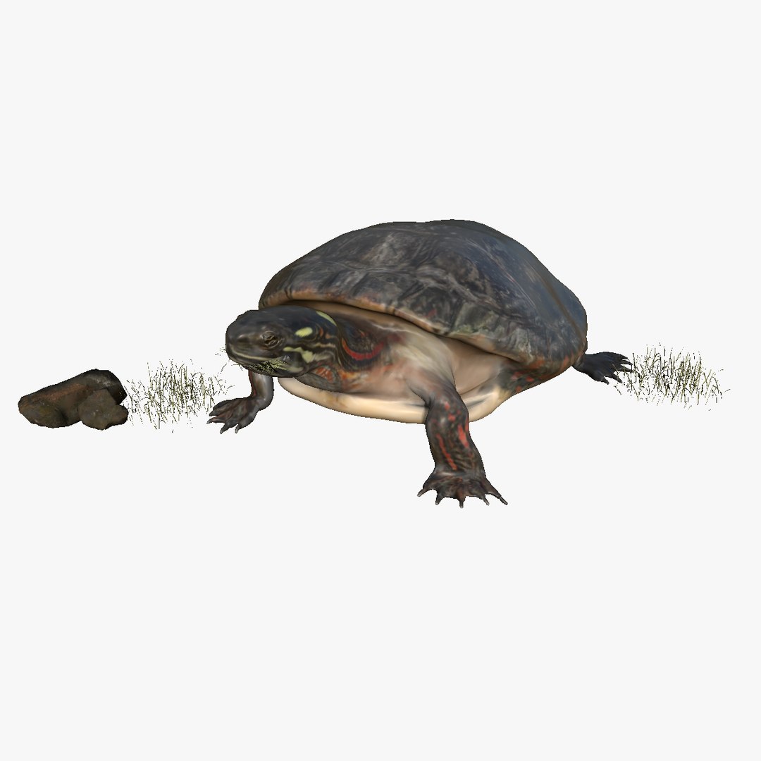 Tortoise 3D model - TurboSquid 1951972