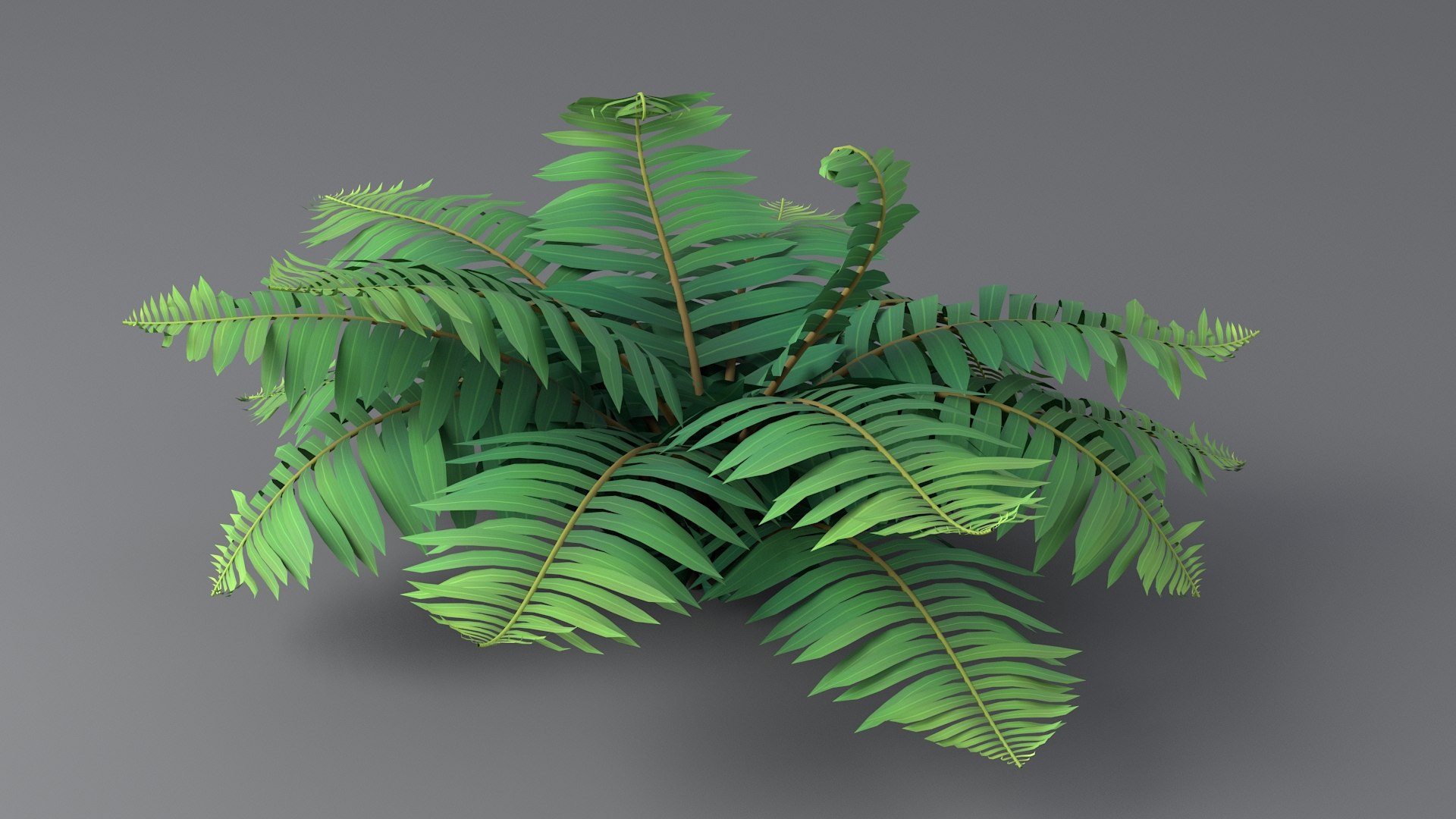 Cartoon Fern 03 3D model - TurboSquid 1938331