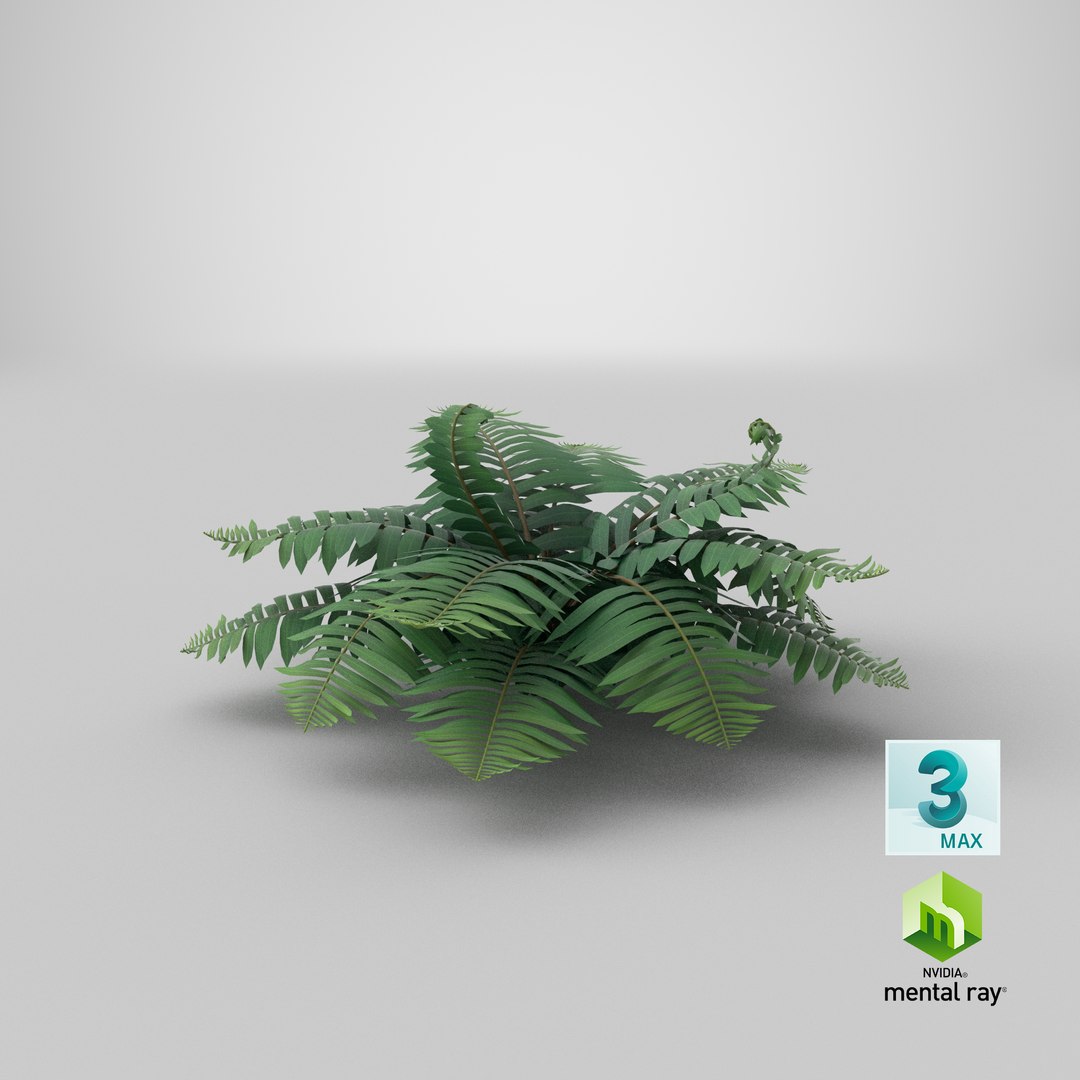 Cartoon Fern 03 3D Model - TurboSquid 1938331