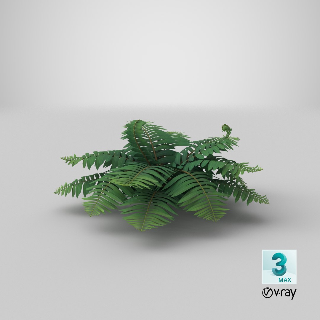Cartoon Fern 03 3D Model - TurboSquid 1938331