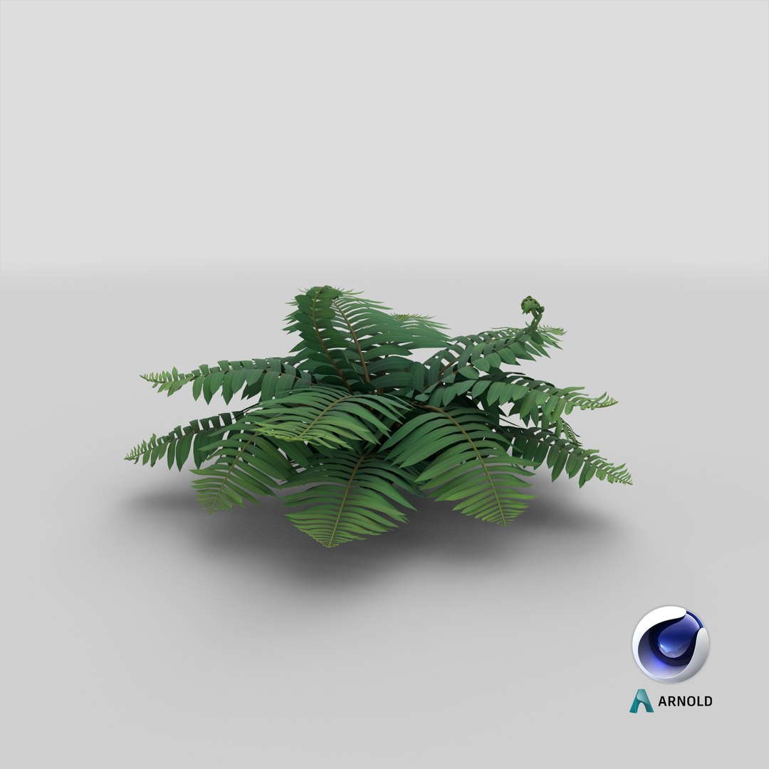 Cartoon Fern 03 3D Model - TurboSquid 1938331