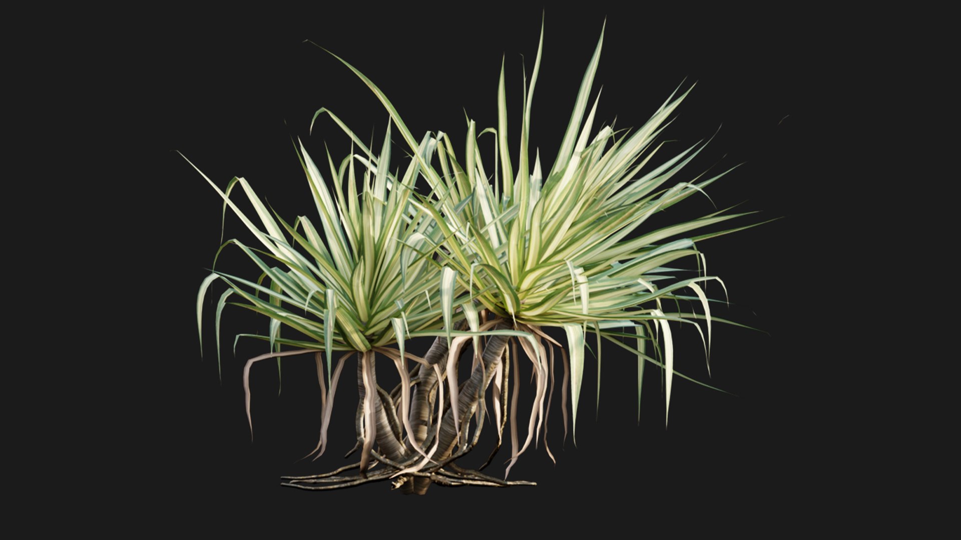 3D Pandanus Baptistii - Variegated Dwarf Pandanus - TurboSquid 1840734