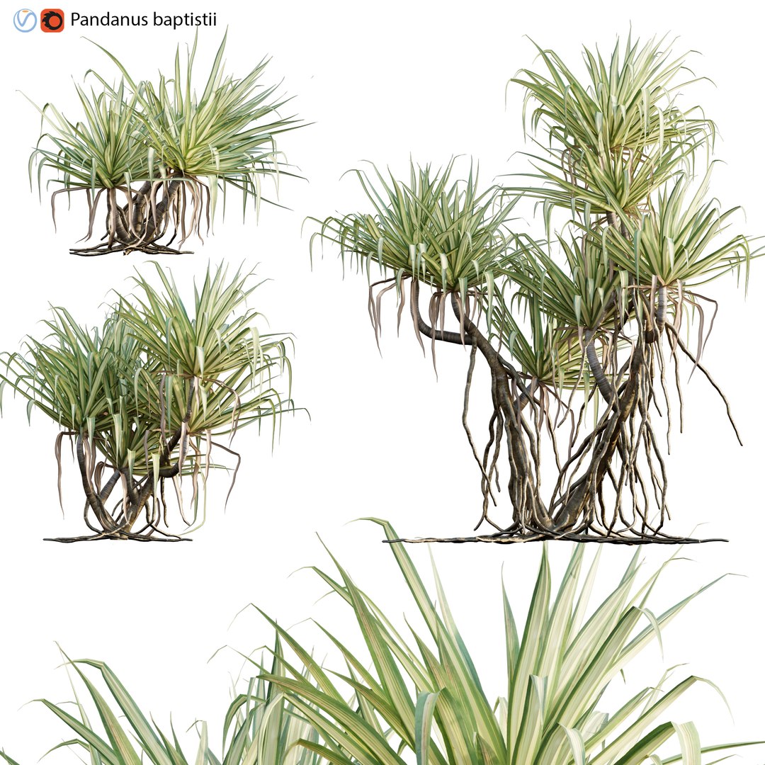 3D Pandanus Baptistii - Variegated Dwarf Pandanus - TurboSquid 1840734