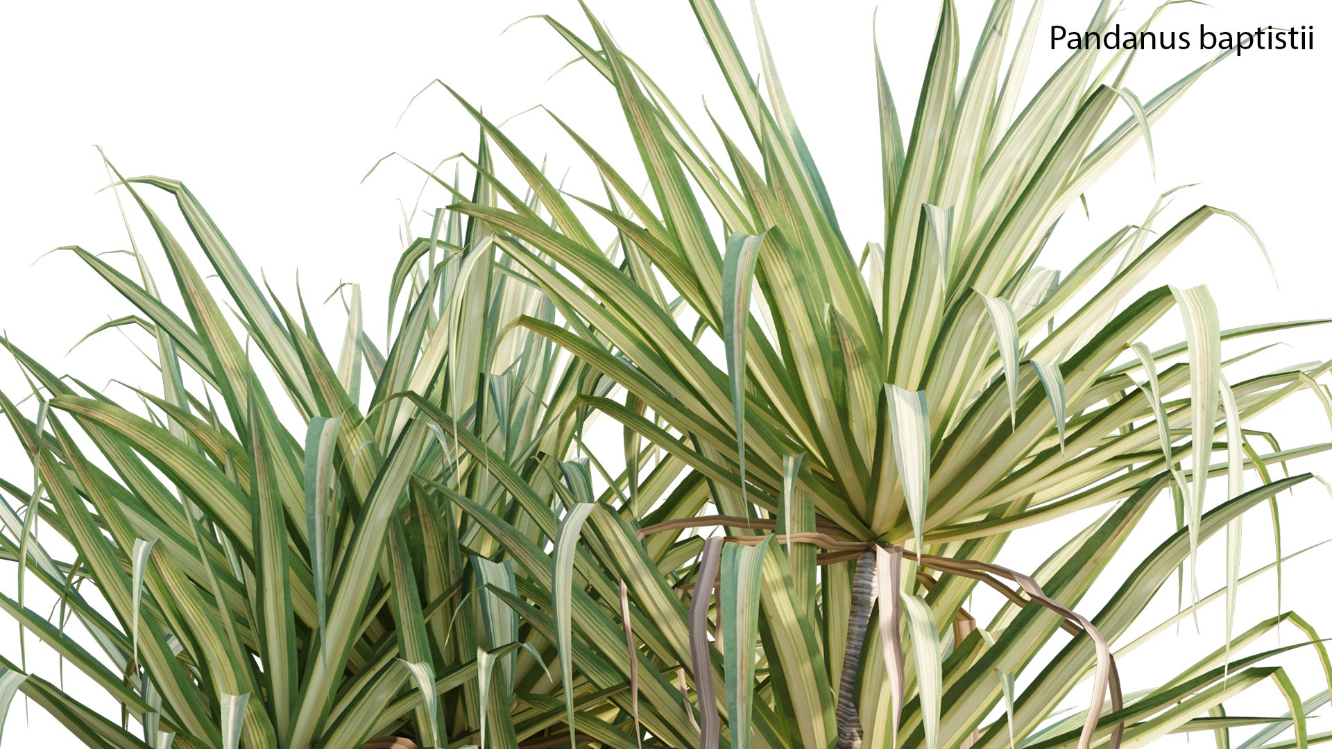 3D Pandanus Baptistii - Variegated Dwarf Pandanus - TurboSquid 1840734