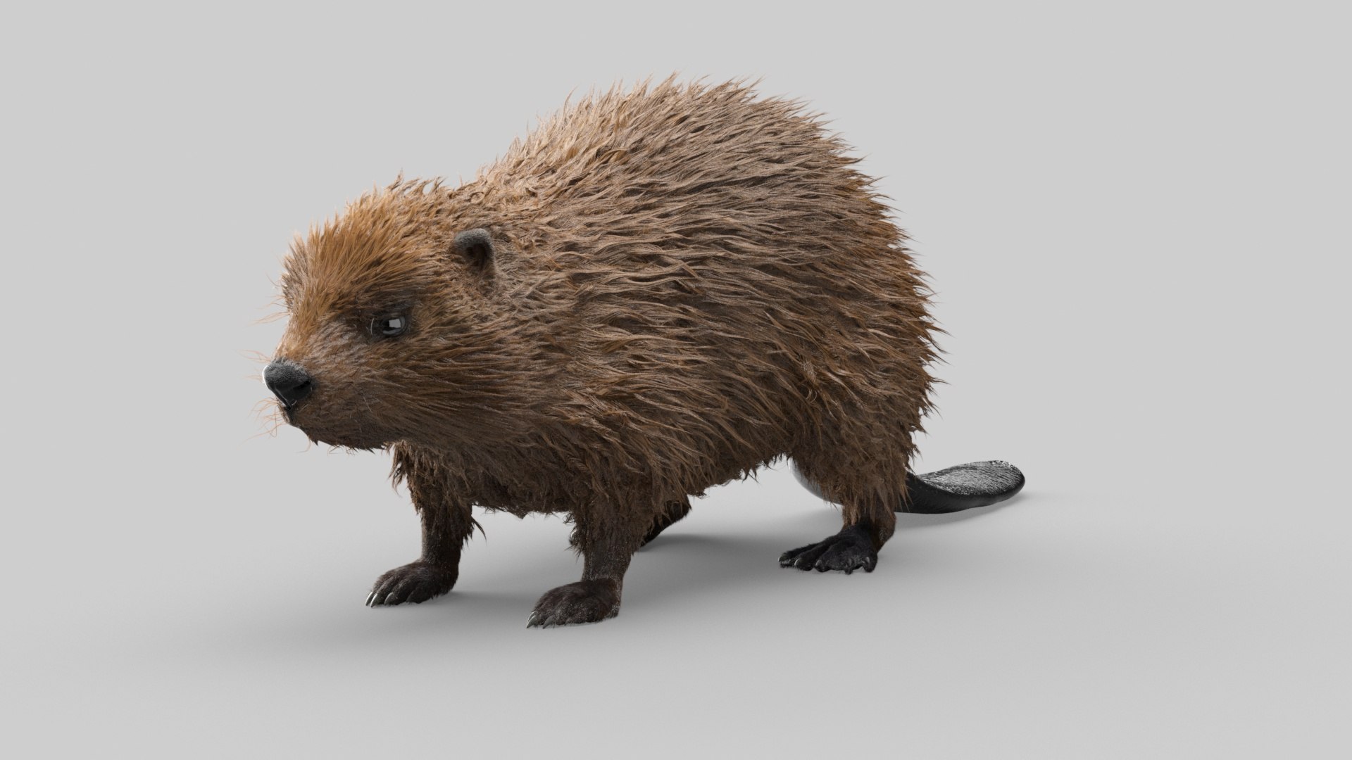 3D Model Wet Beaver - TurboSquid 1816939