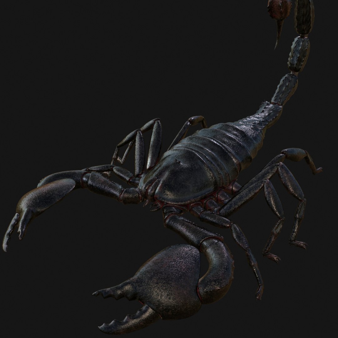 3D Scorpion Black - TurboSquid 1330534