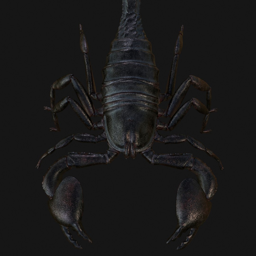 3D Scorpion Black - TurboSquid 1330534