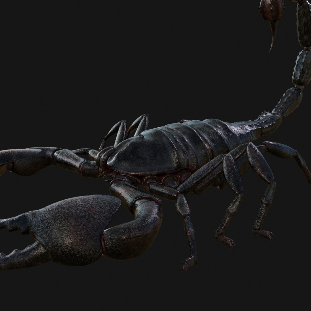 3D Scorpion Black - TurboSquid 1330534