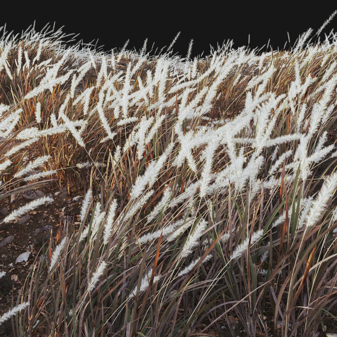 Imperata Cylindrica - Cogon Grass 03 3D Model - TurboSquid 1976038