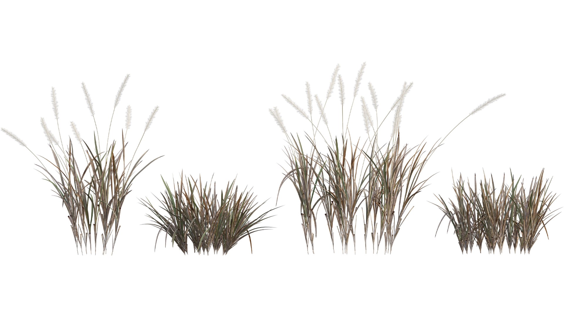 Imperata Cylindrica - Cogon Grass 03 3D Model - TurboSquid 1976038