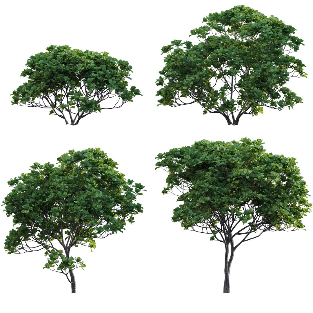 Ficus Lyrata - Fiddle Leaf Fig 3D Model - TurboSquid 2219721