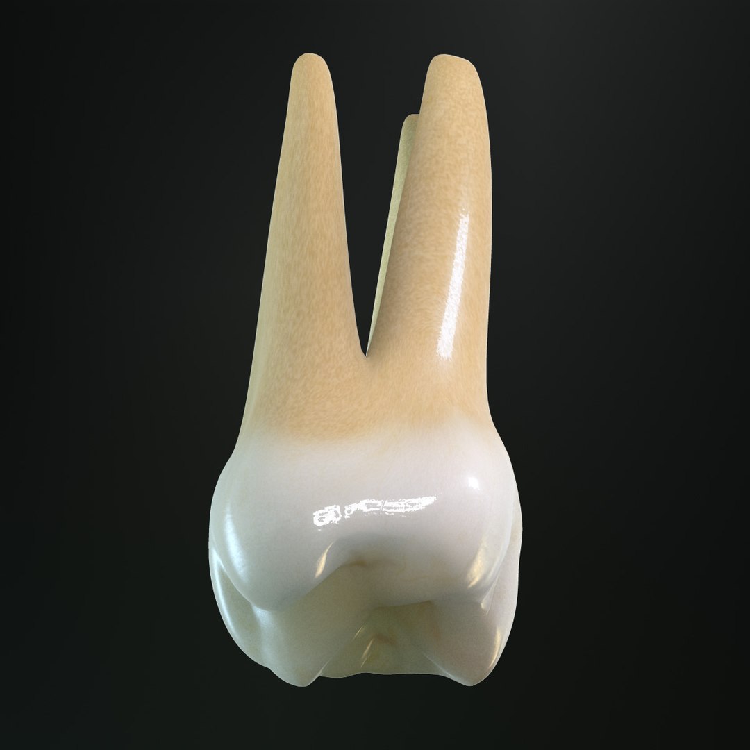 Tooth Upper Molar 3d Model