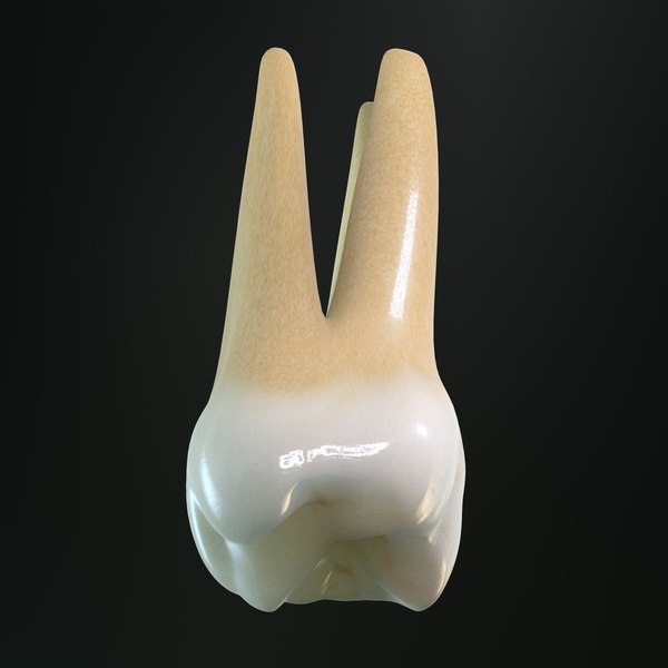 tooth upper molar 3d model