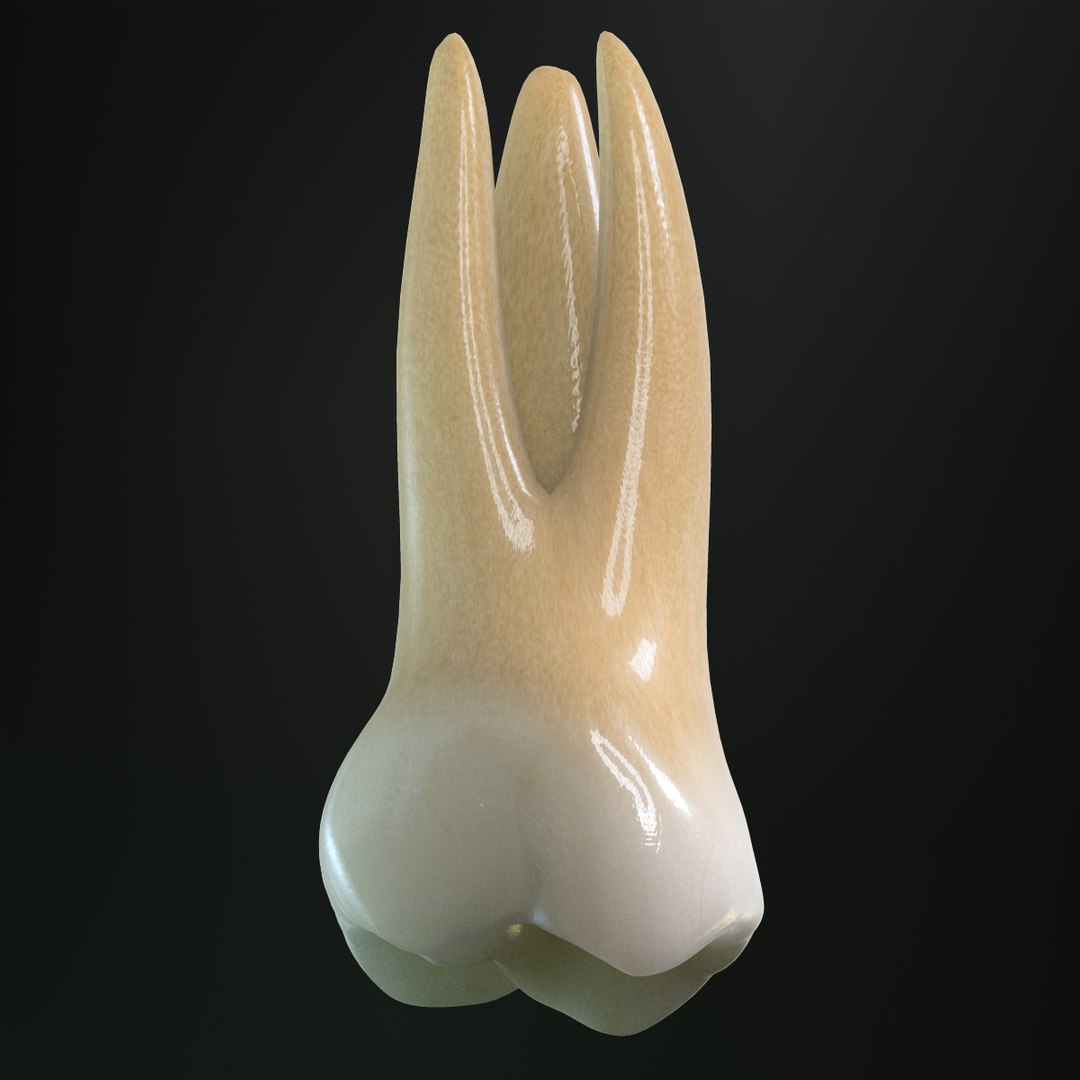 Tooth Upper Molar 3d Model