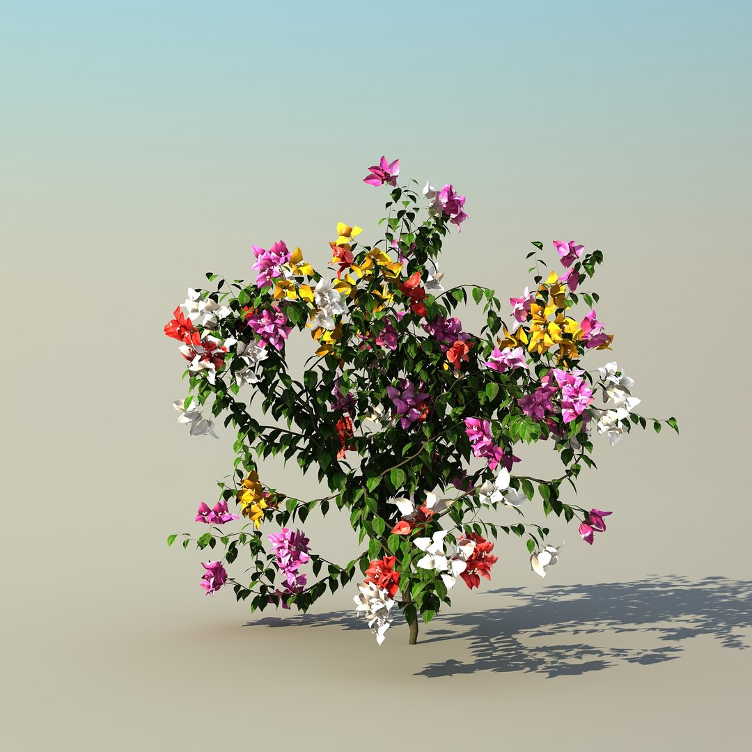 Plant Flower 3d Model