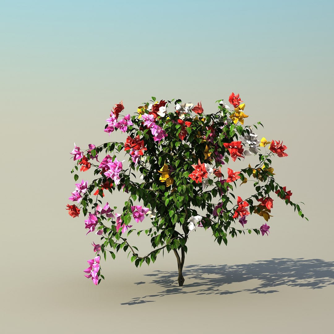 Plant Flower 3d Model