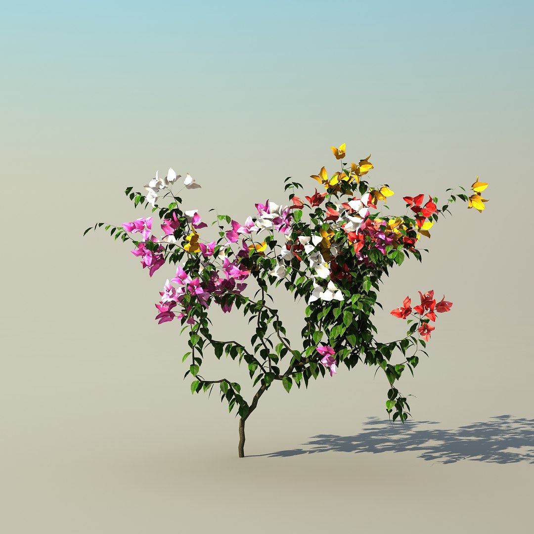 Plant Flower 3d Model