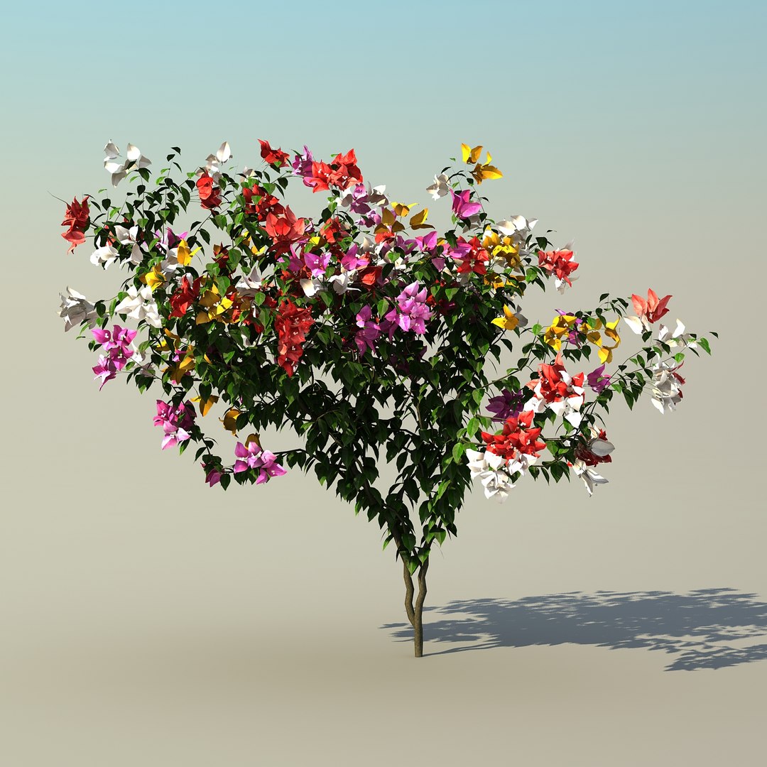 Plant Flower 3d Model
