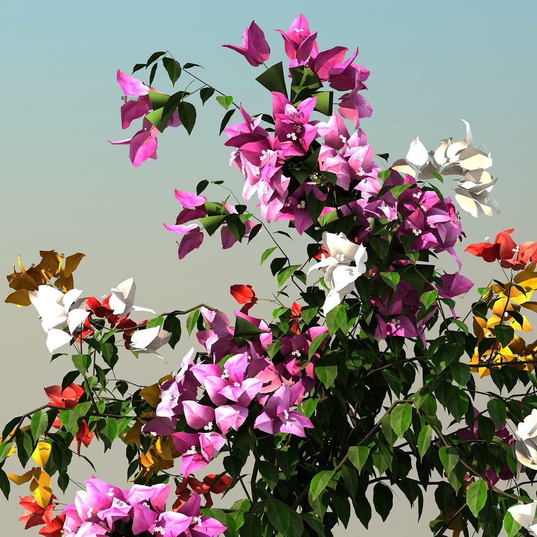 Plant Flower 3d Model