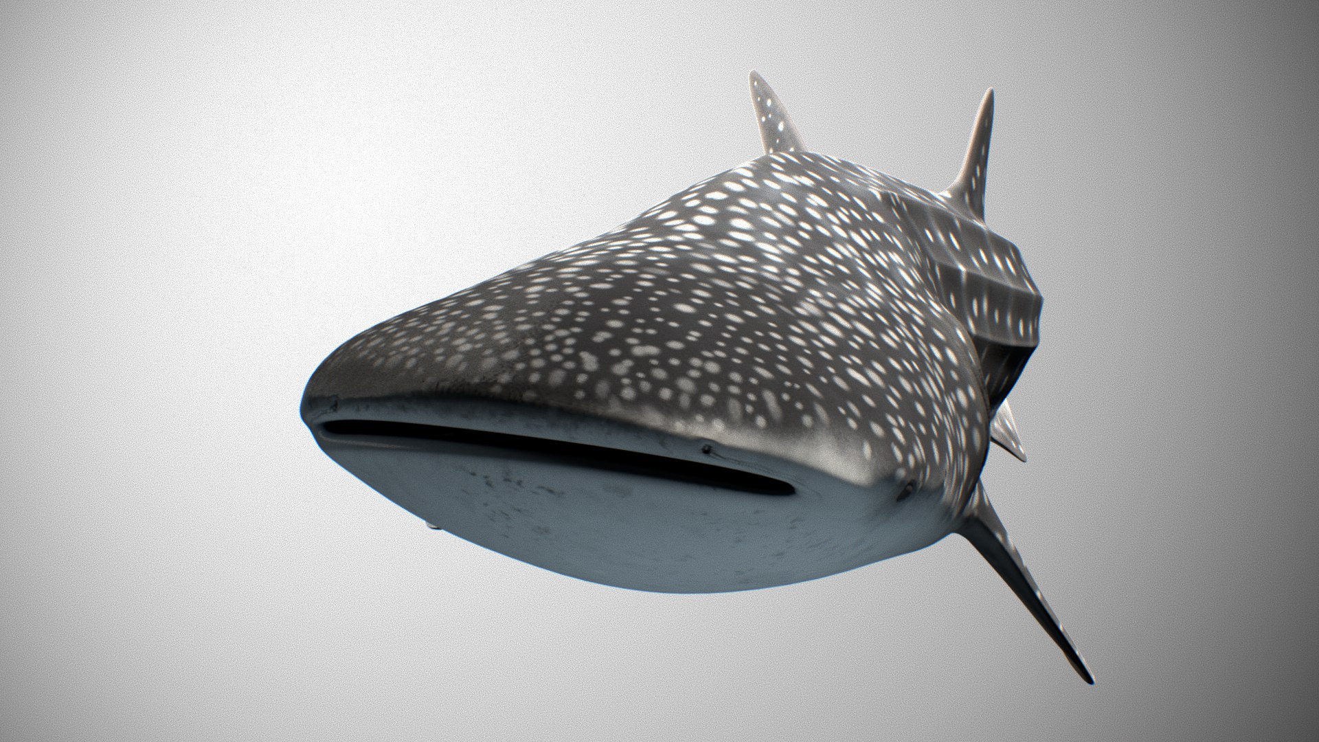 Whale Shark 3d Model