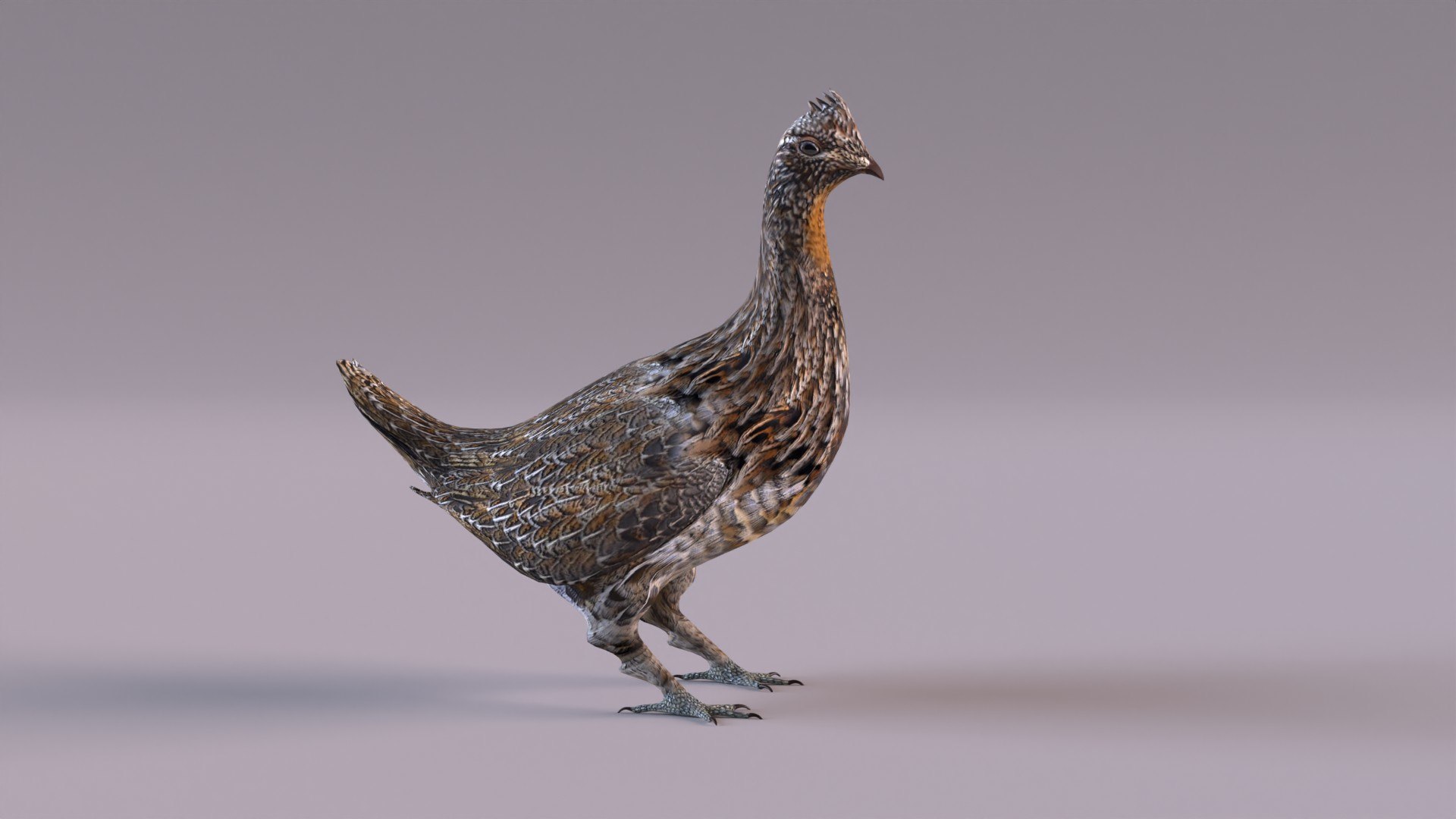 Ruffed Grouse 3d Max