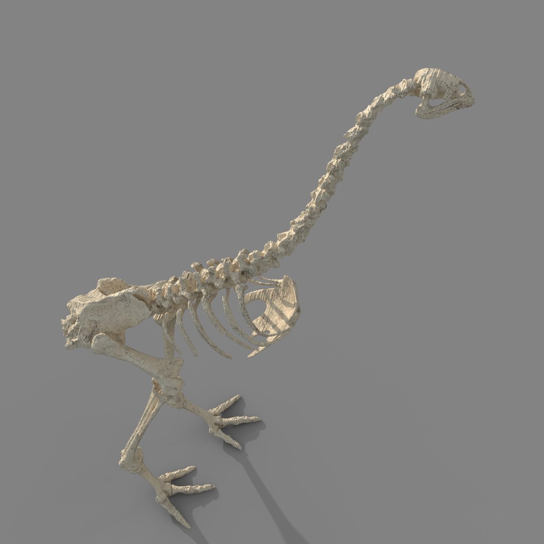 3D Dinosaur Fossil Model - TurboSquid 2246225