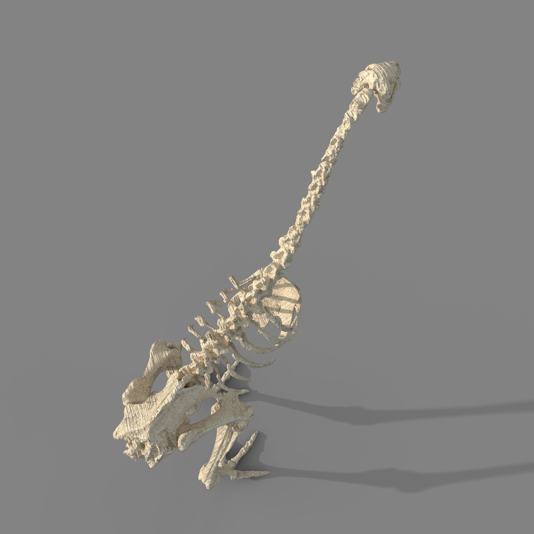 3D Dinosaur Fossil Model - TurboSquid 2246225