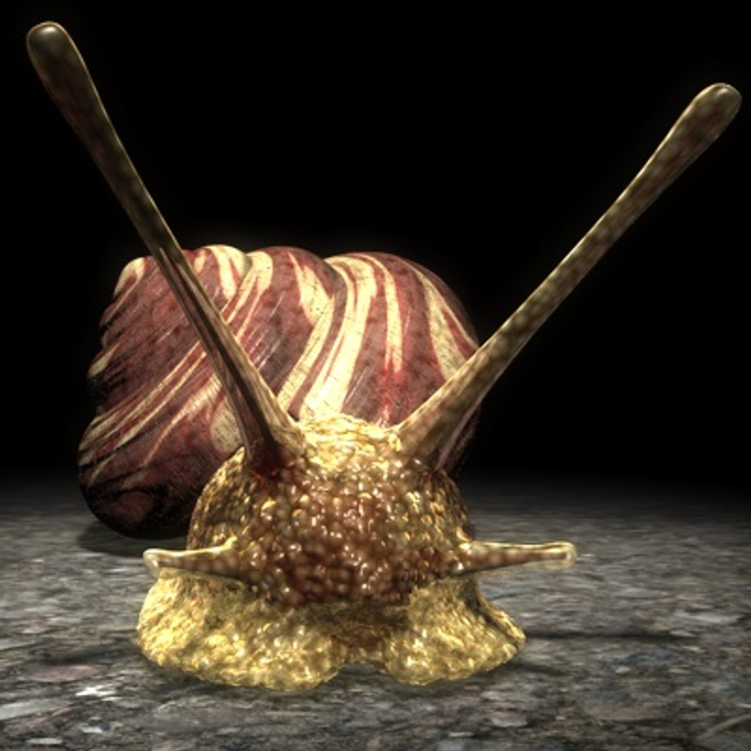 3d Model Snail Shaders Materials
