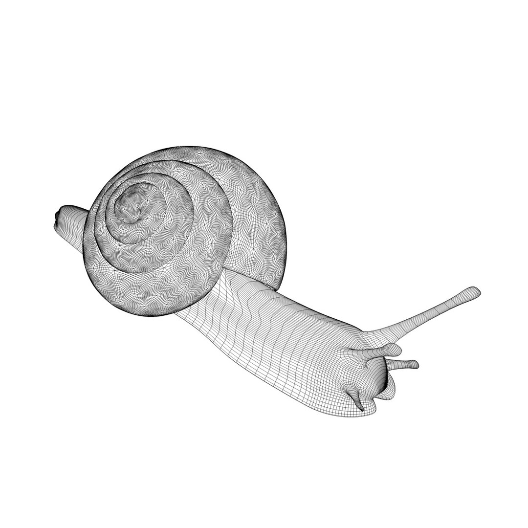 3d Model Snail Shaders Materials