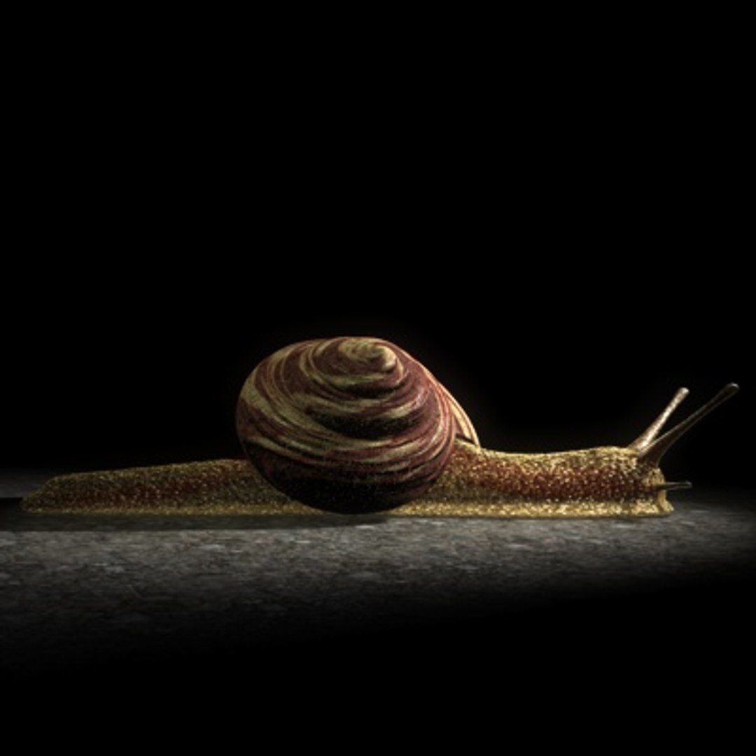 3d Model Snail Shaders Materials