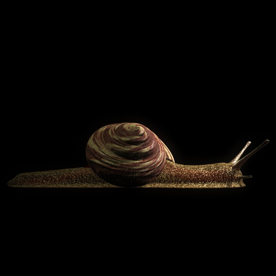 3d Model Snail Shaders Materials