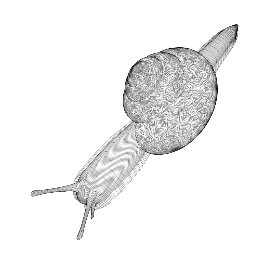 3d Model Snail Shaders Materials