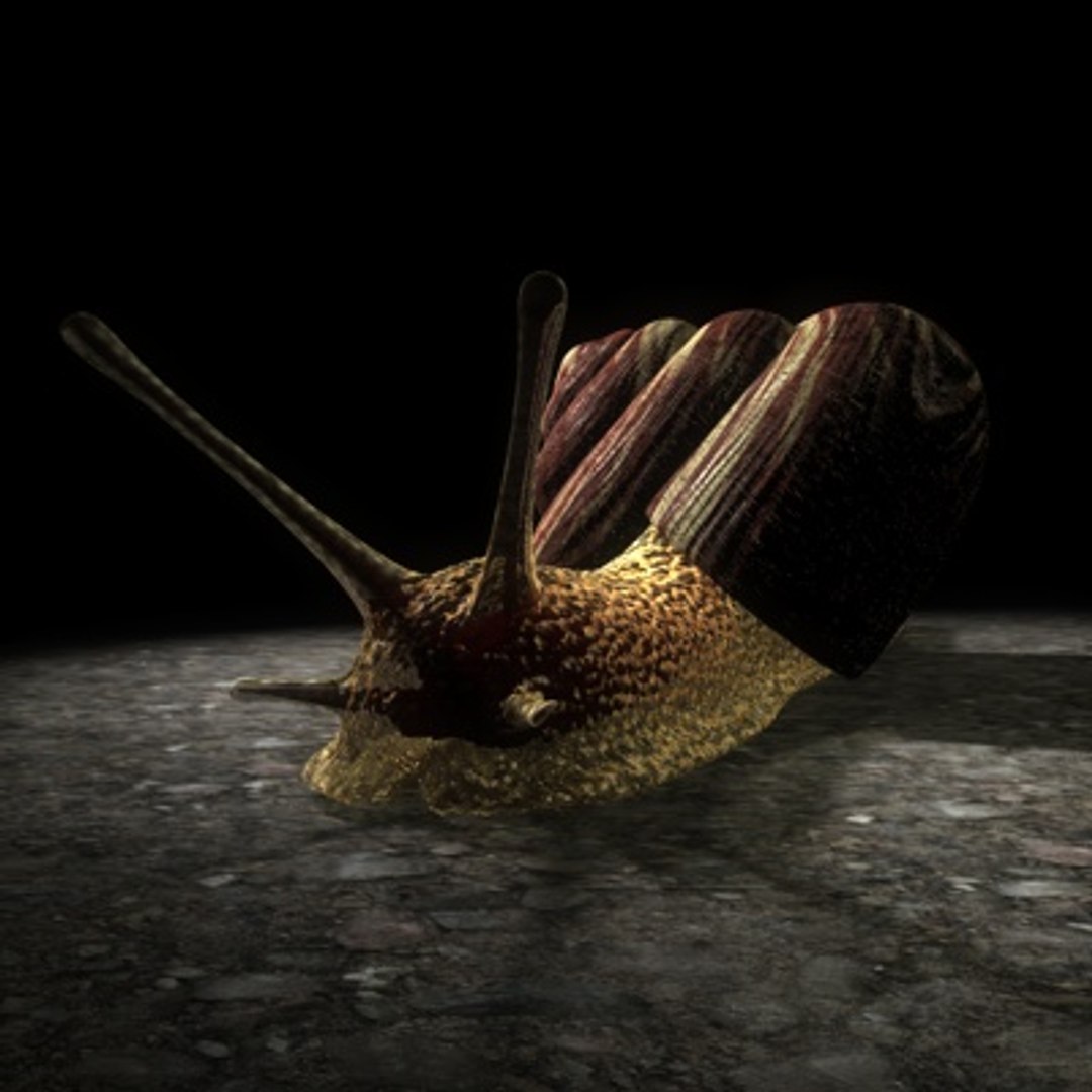 3d Model Snail Shaders Materials