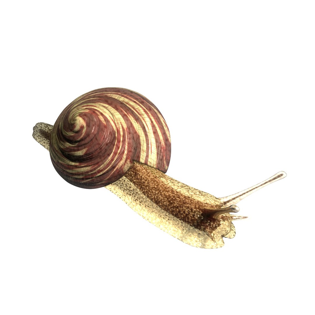 3d Model Snail Shaders Materials