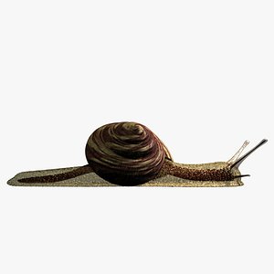 Snail 3D Models for Download | TurboSquid