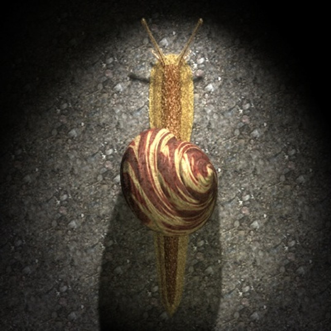 3d Model Snail Shaders Materials